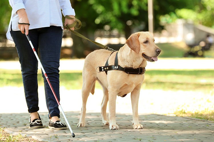 National Center for Disability Education and Training